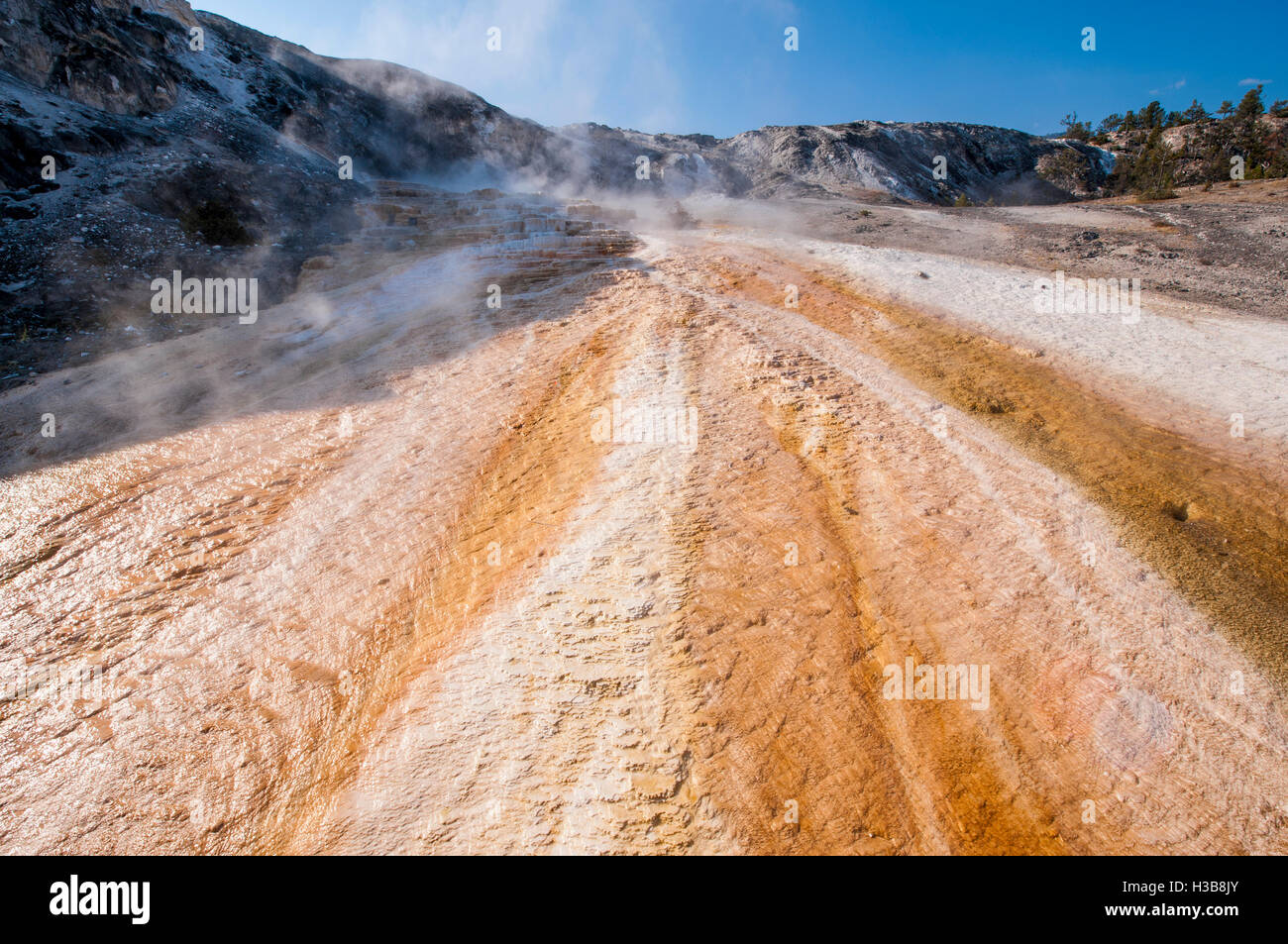 Mammoth Hot Springs terraces Yellowstone National Park, Wyoming, USA Stock Photo - Alamy