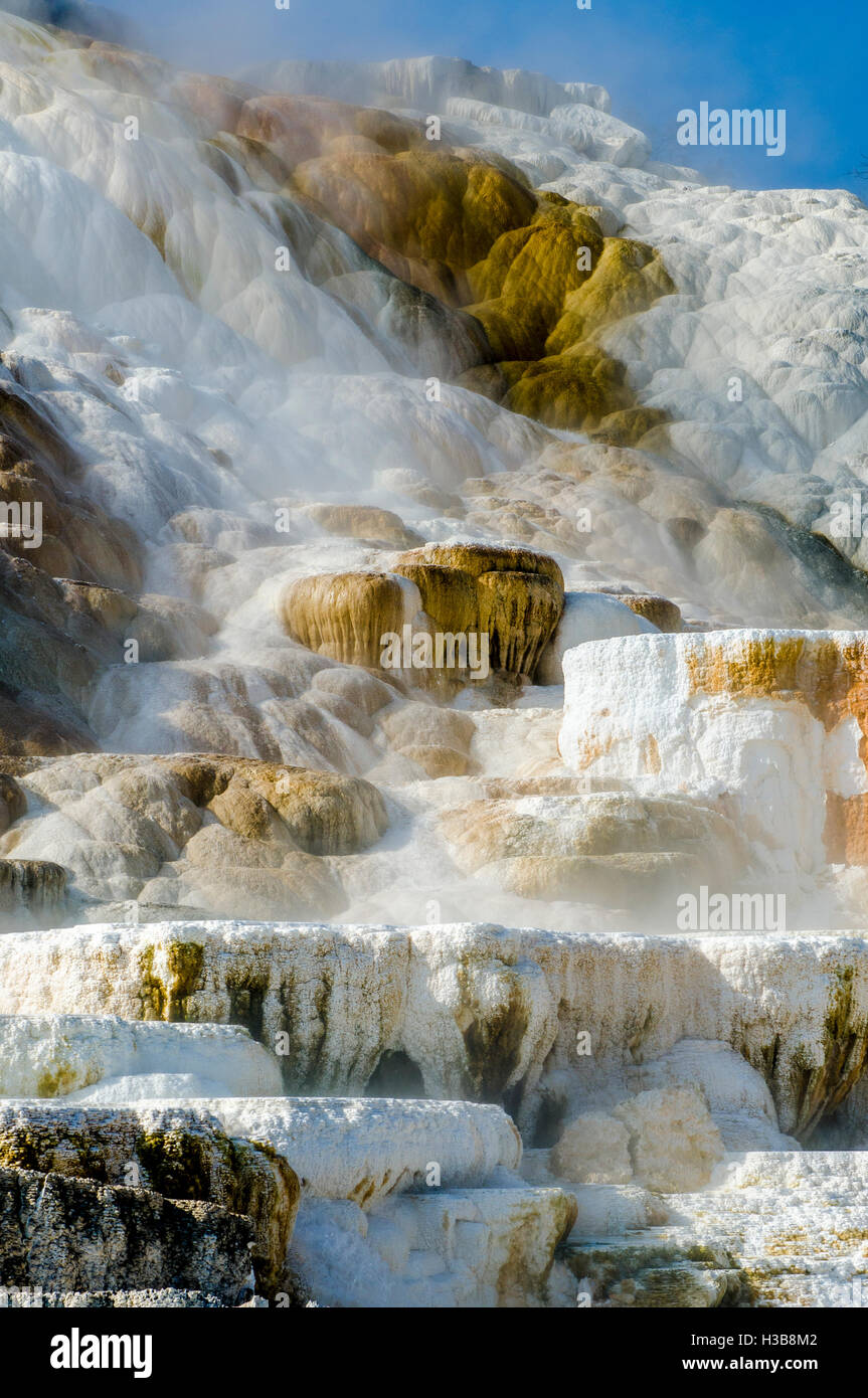 Mammoth Hot Springs terraces Yellowstone National Park, Wyoming, USA Stock Photo - Alamy