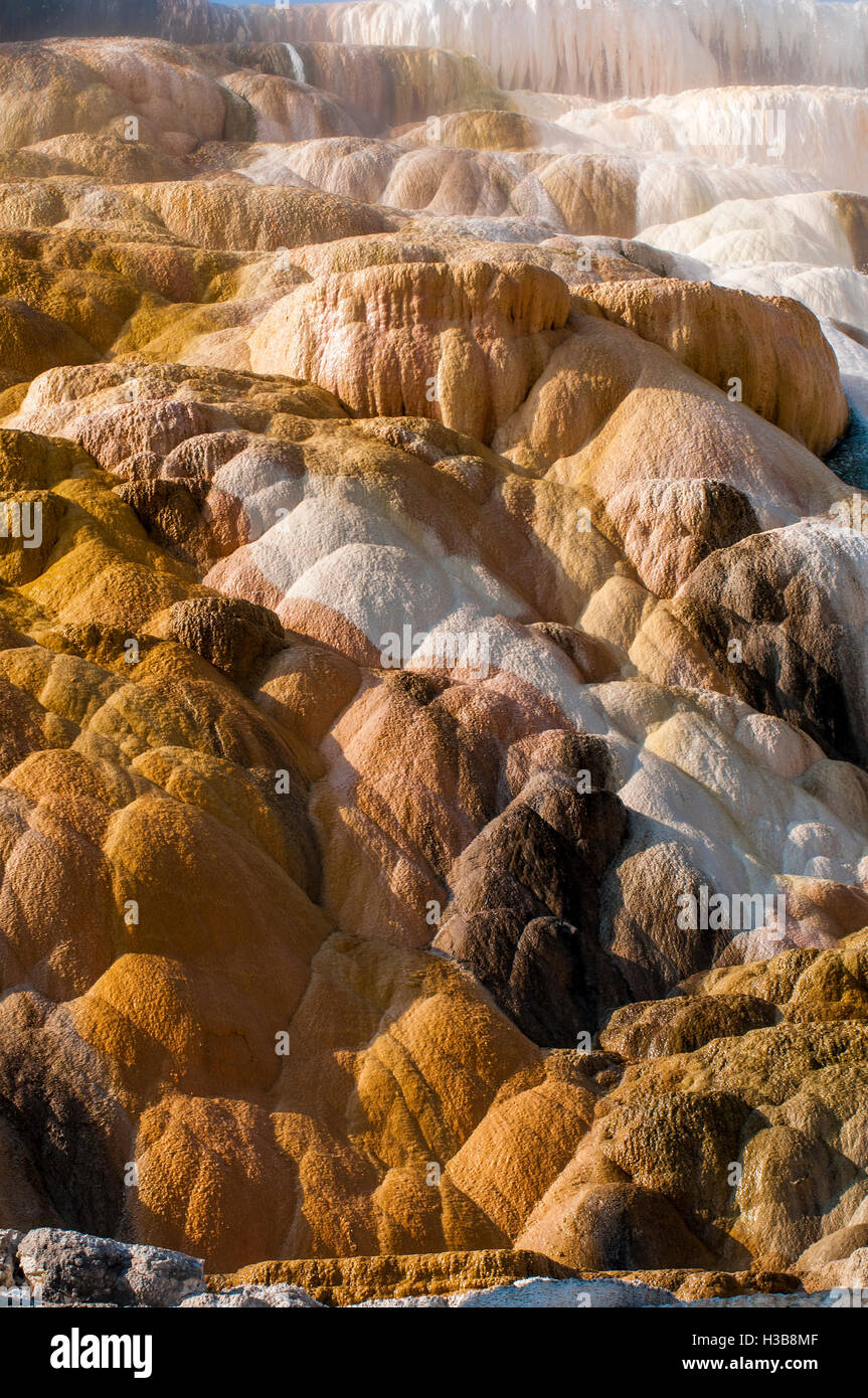 Mammoth Hot Springs terraces Yellowstone National Park, Wyoming, USA Stock Photo - Alamy