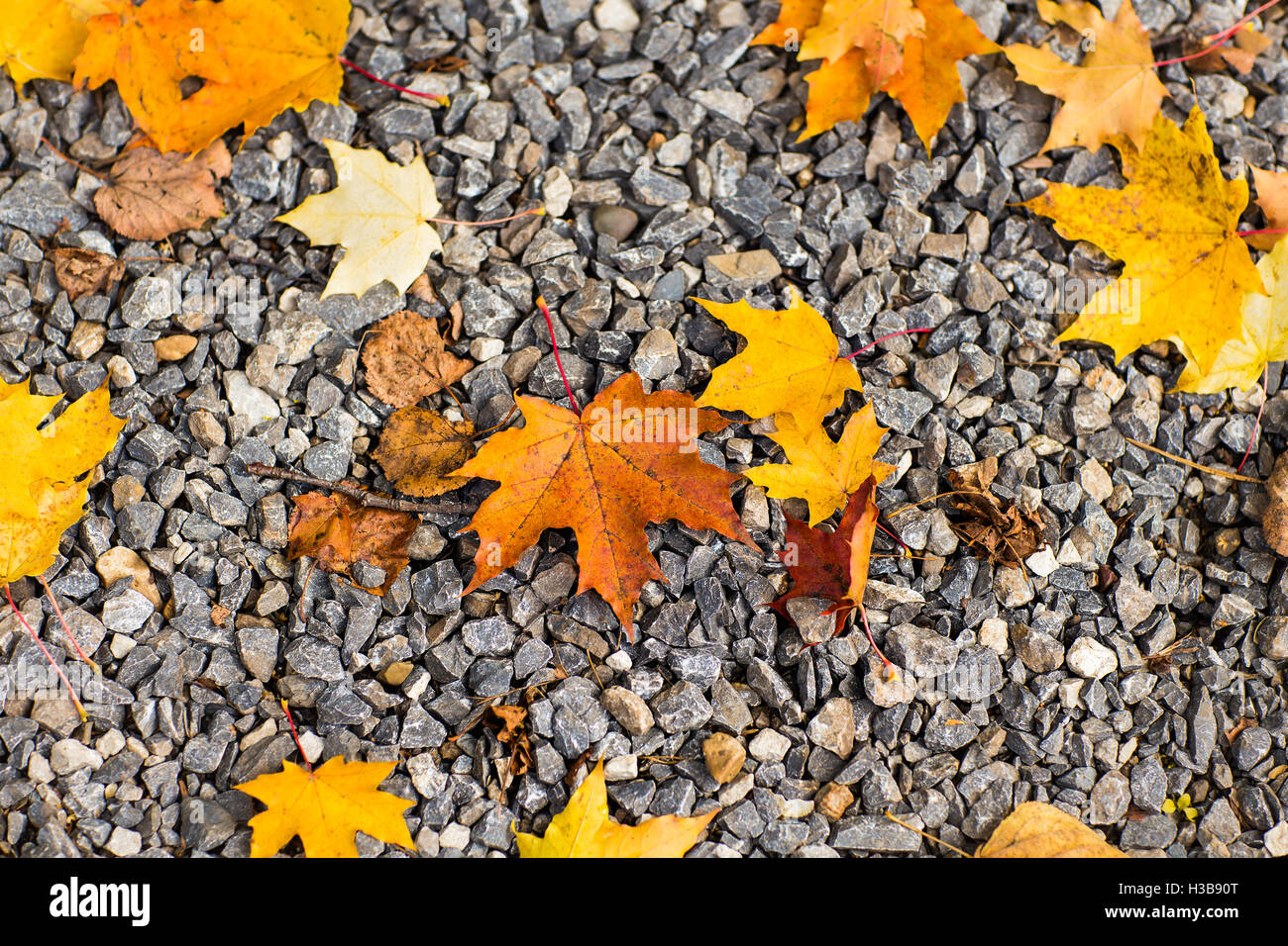 Fall leaves background Stock Photo - Alamy