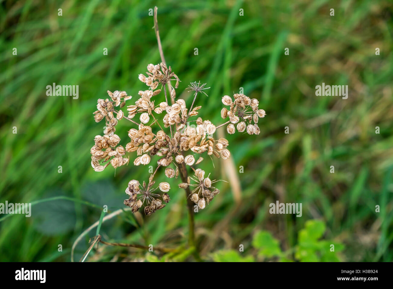 Hedgerow weeds hi-res stock photography and images - Alamy