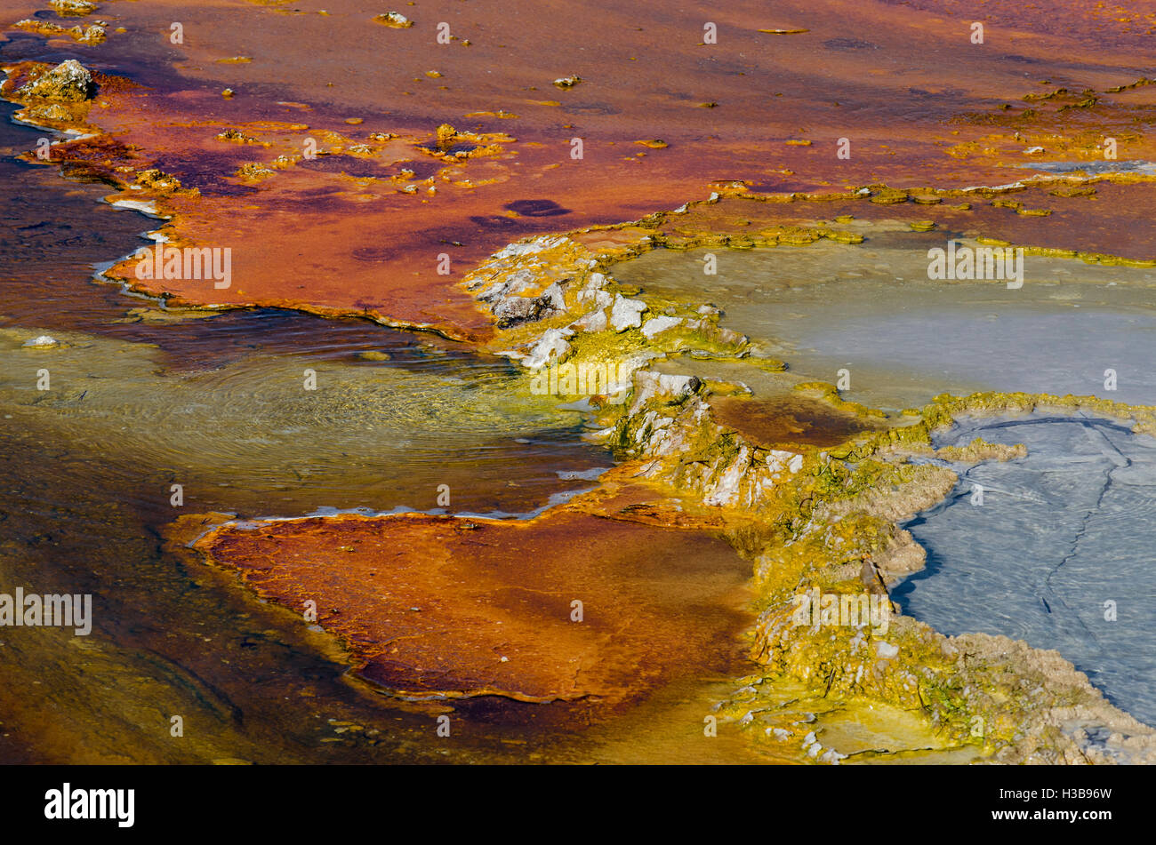 Algae bloom in boiling Firehole Lake Spring, Lower Geyser Basin ...