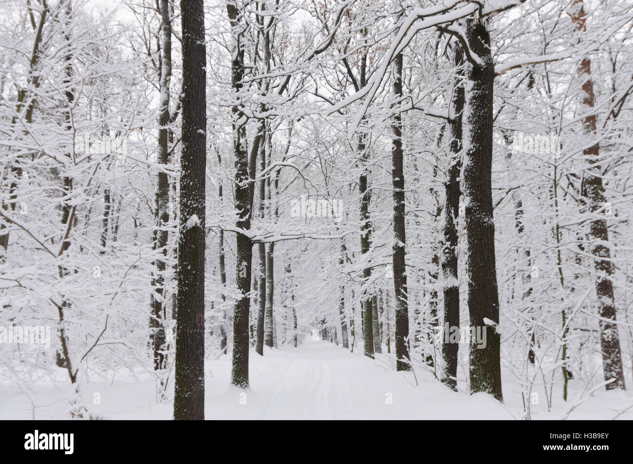 Sachsen winter hi-res stock photography and images - Alamy