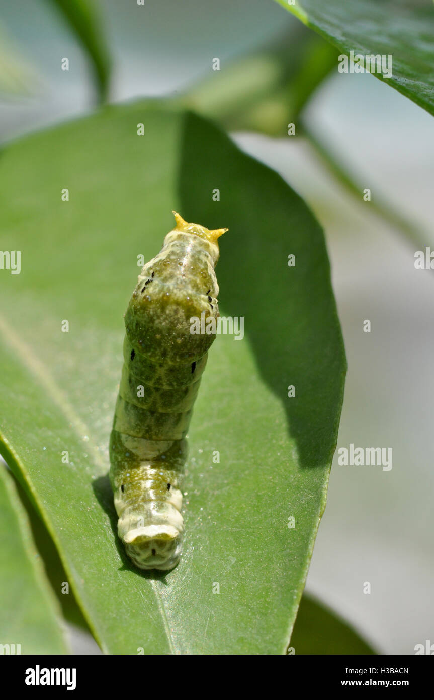 Citrus swallowtail butterfly caterpillar hi-res stock photography and ...