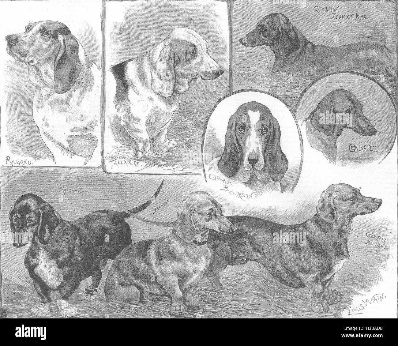 DOGS The Dachshund and Basset-Hound show at the Royal Aquarium 1886 ...