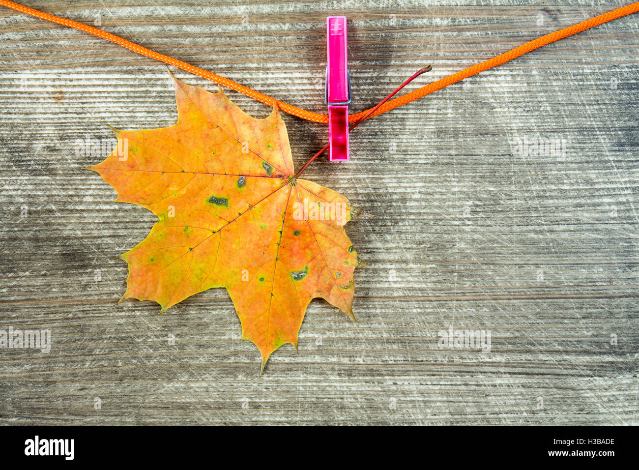 Single maple dry leaf hanging on rope with clothes-peg Stock Photo - Alamy