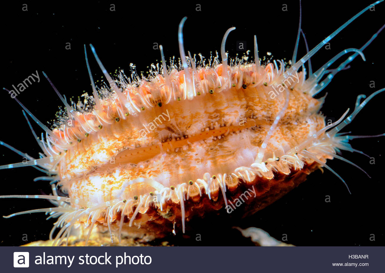 Queen Scallop Stock Photos & Queen Scallop Stock Images - Alamy