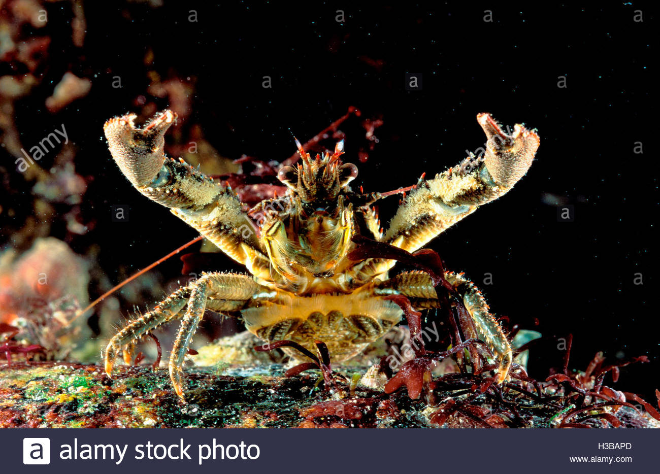 Black Squat Lobster Stock Photos & Black Squat Lobster Stock Images - Alamy