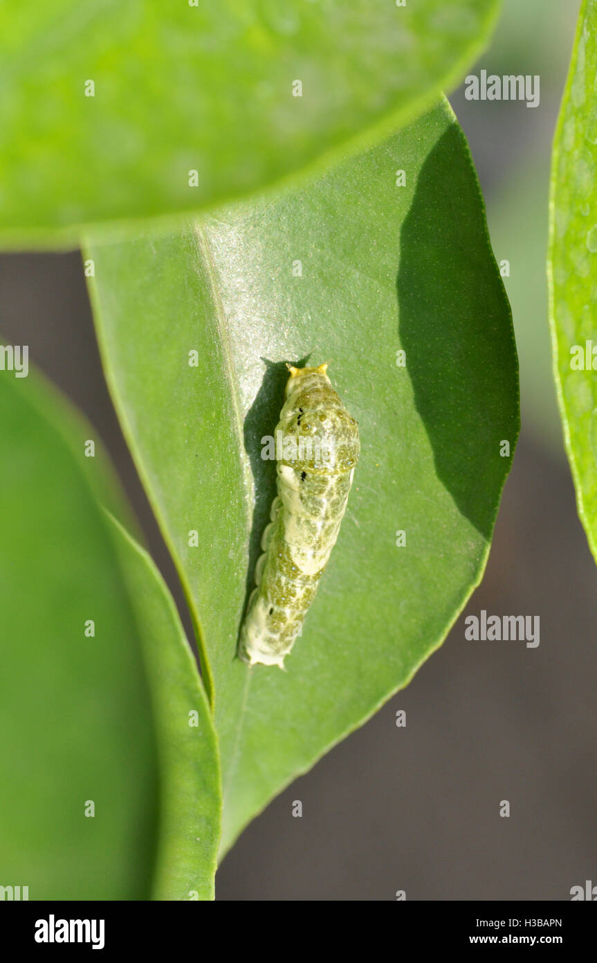 Citrus swallowtail butterfly caterpillar hi-res stock photography and ...