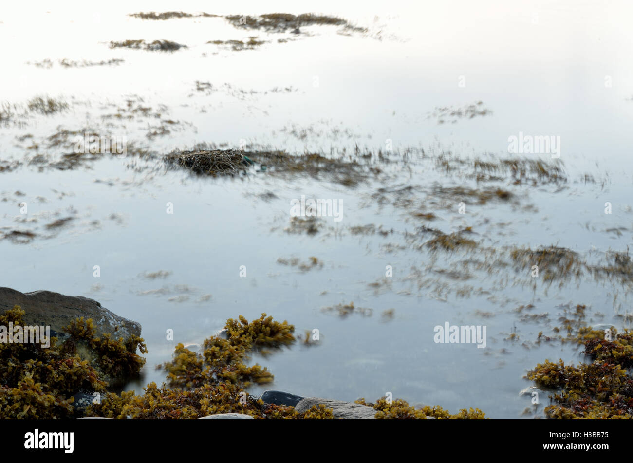 beautiful brown seaweed floating in calm fjord Stock Photo - Alamy