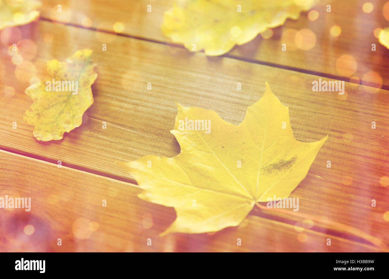 close up of many different fallen autumn leaves Stock Photo - Alamy