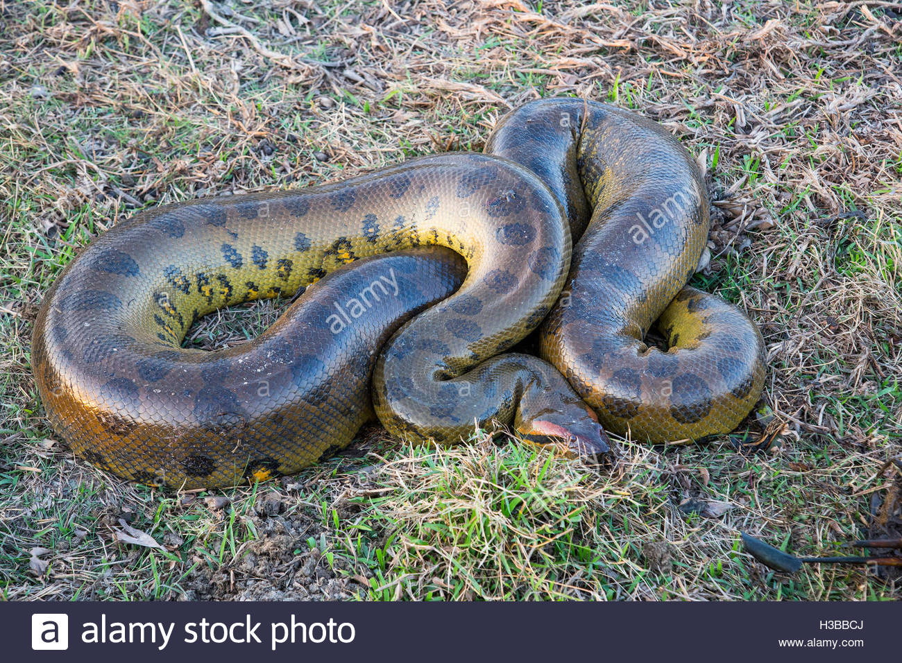 Giant Anaconda Stock Photos & Giant Anaconda Stock Images - Alamy