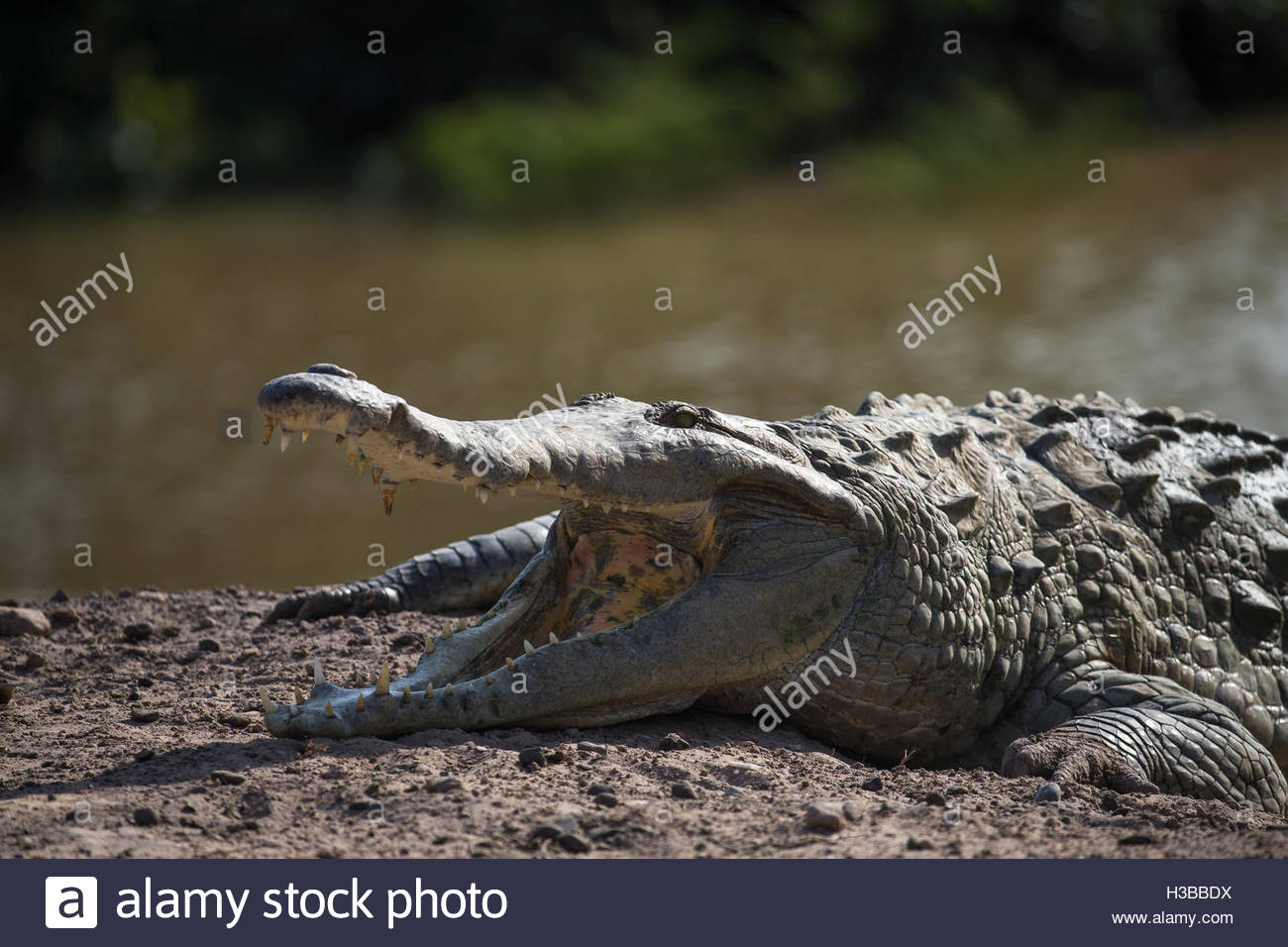 Orinoco Crocodile Stock Photos & Orinoco Crocodile Stock Images - Alamy
