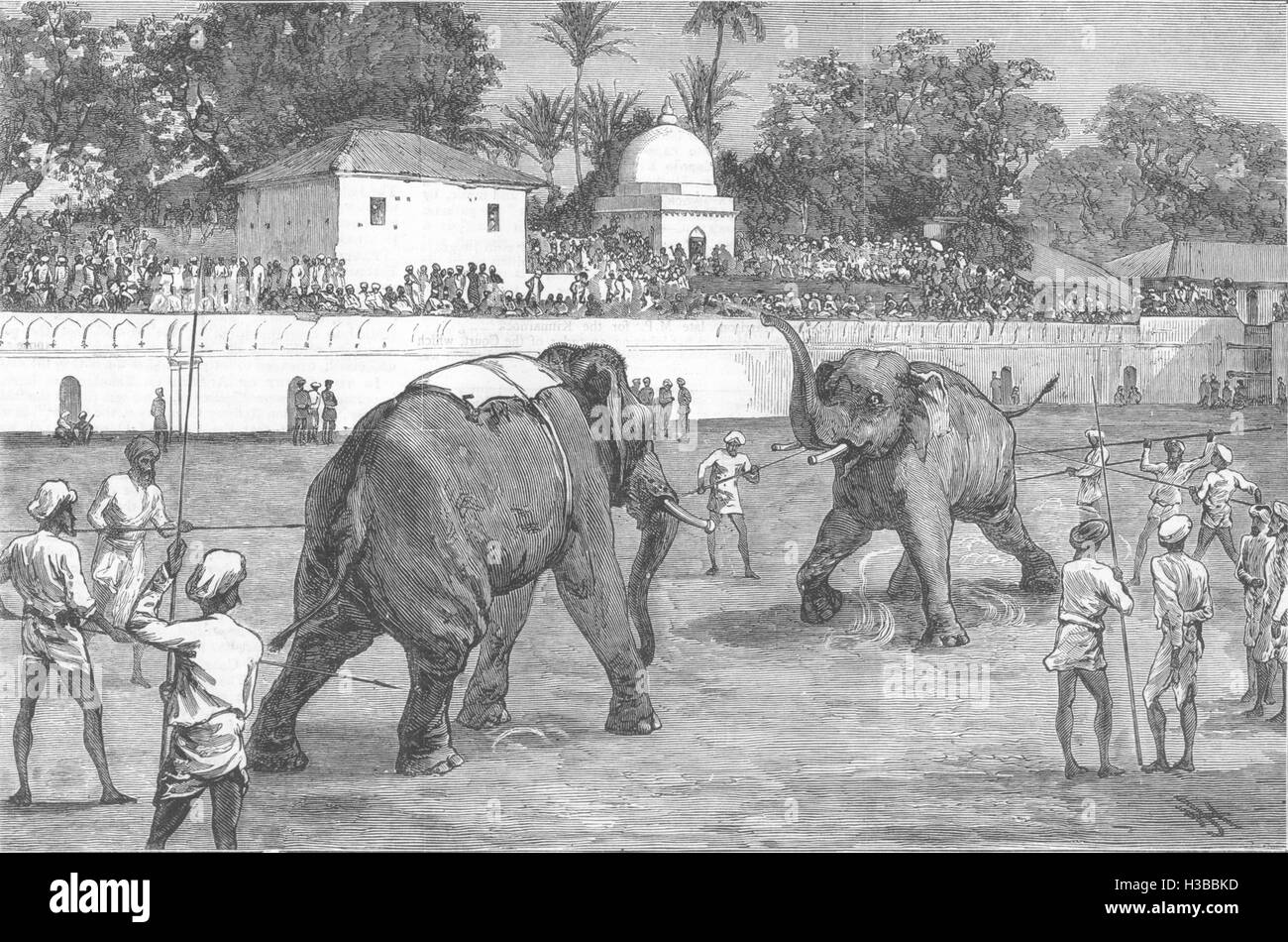 ELEPHANTS The Elephant fight in the Arena 1880. The Graphic Stock Photo ...