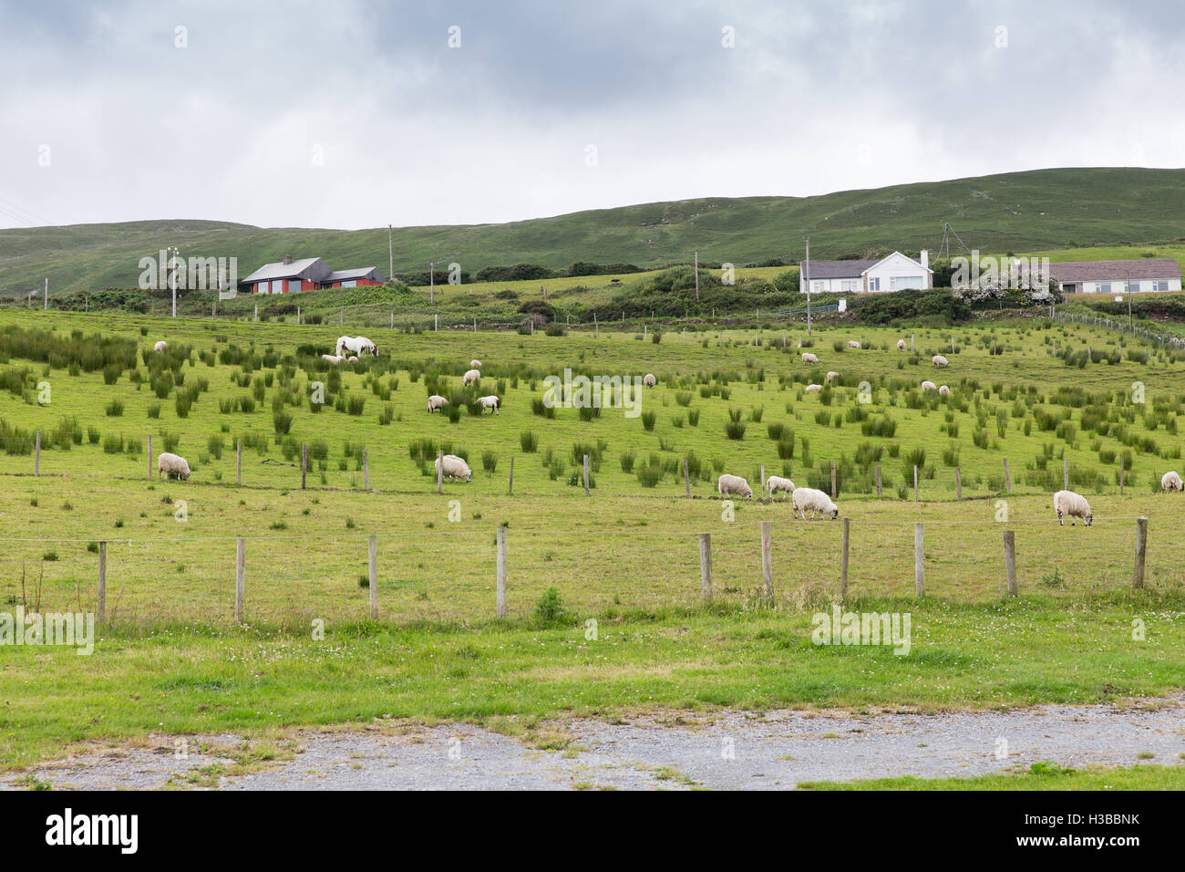 sheep grazing on field of connemara in ireland Stock Photo - Alamy