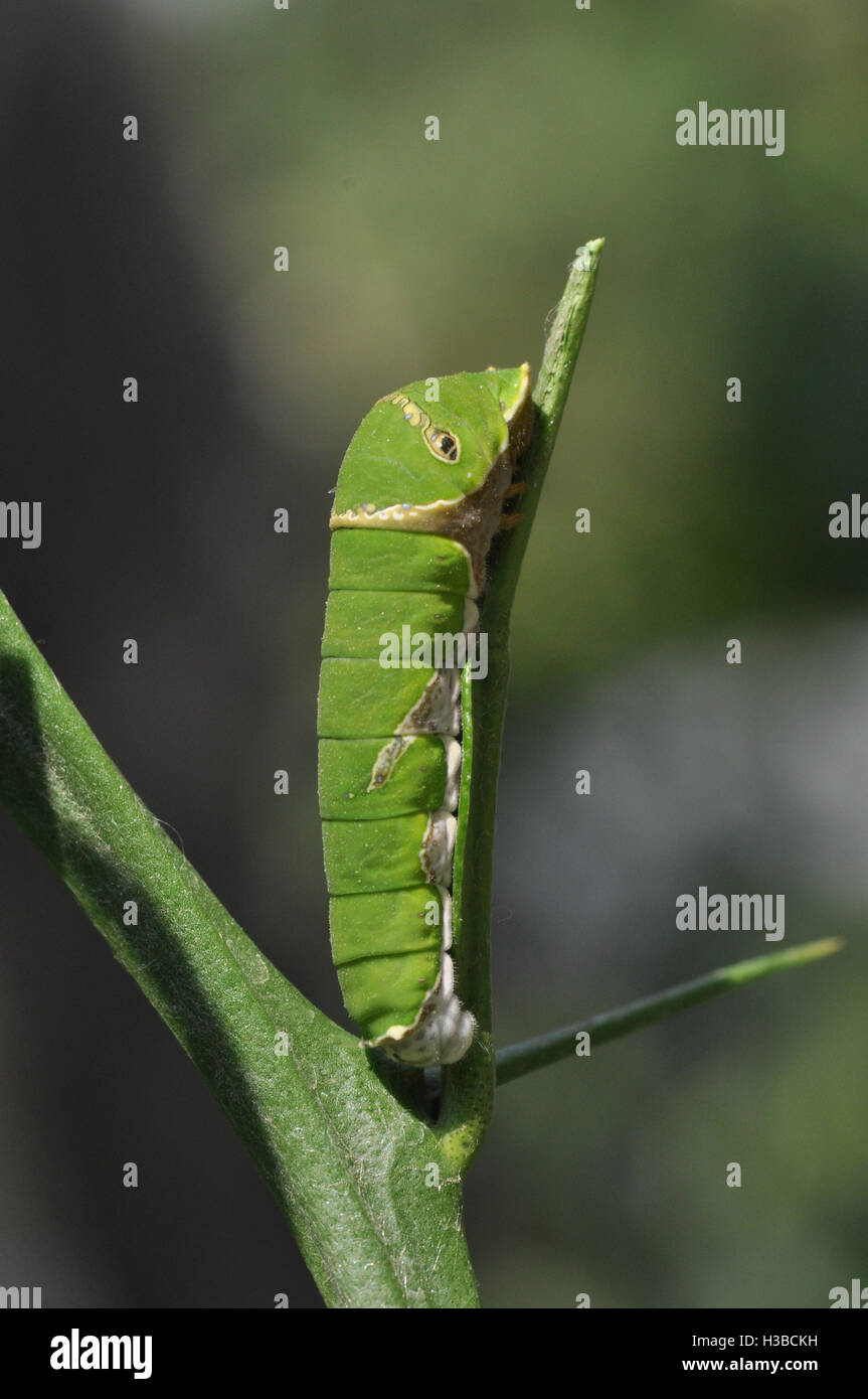 Lemon butterfly caterpillar hi-res stock photography and images - Alamy