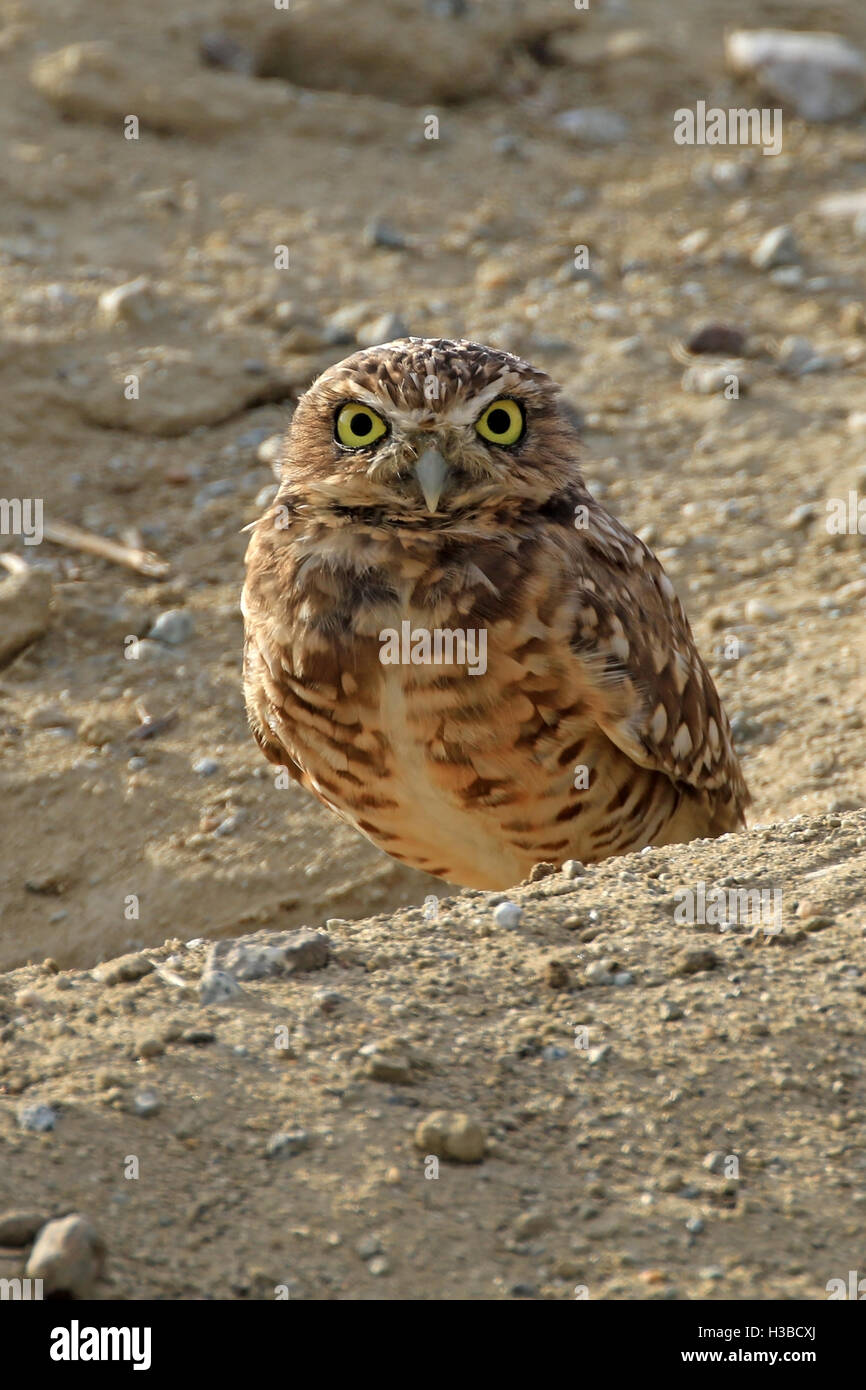 Owl, bird of prey, up-close outside burrow Stock Photo - Alamy