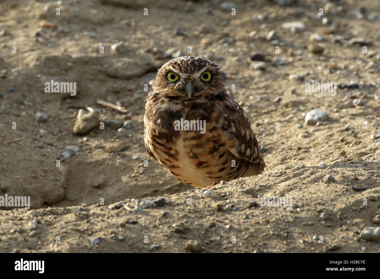 Burrowing owl outside of burrow during twilight Stock Photo - Alamy