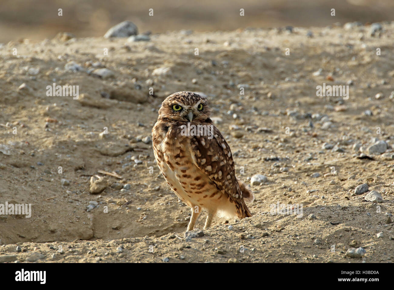 Owl, burrowing owl, bird of prey Stock Photo - Alamy