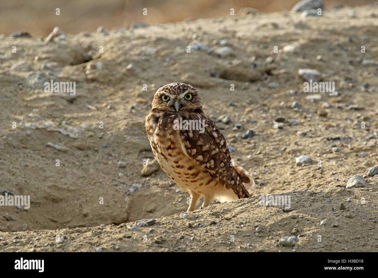 Owl burrow hole hi-res stock photography and images - Alamy