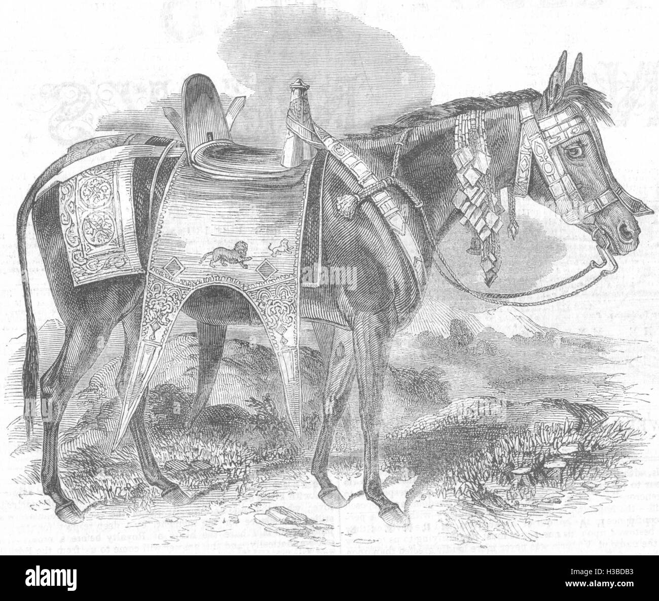 Mules hi-res stock photography and images - Alamy