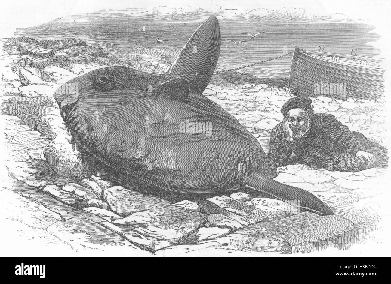 GIBRALTAR Sun-fish captured at Catalan bay, Gibraltar 1872. The ...