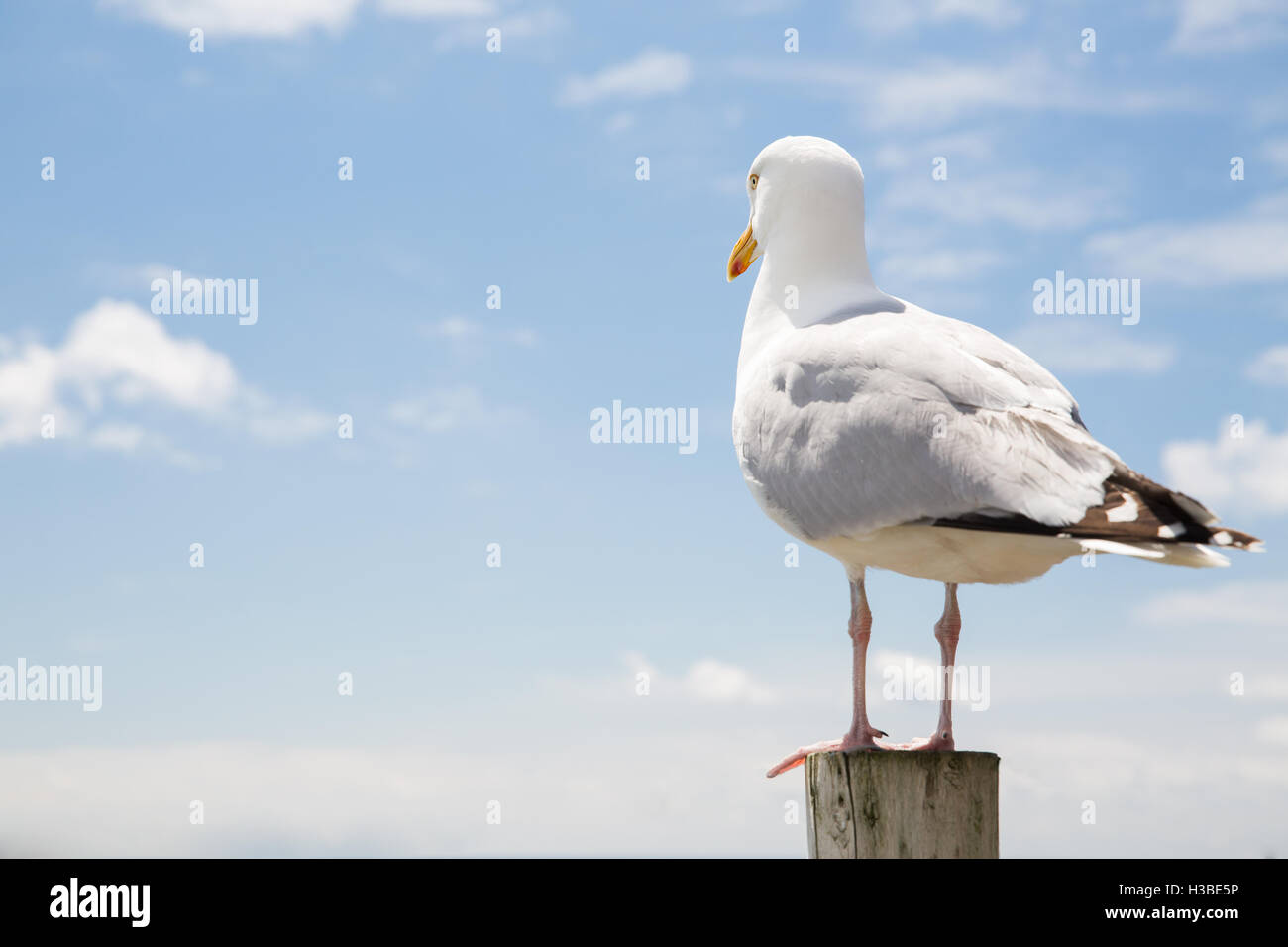 seagull over sea and blue sky background Stock Photo - Alamy