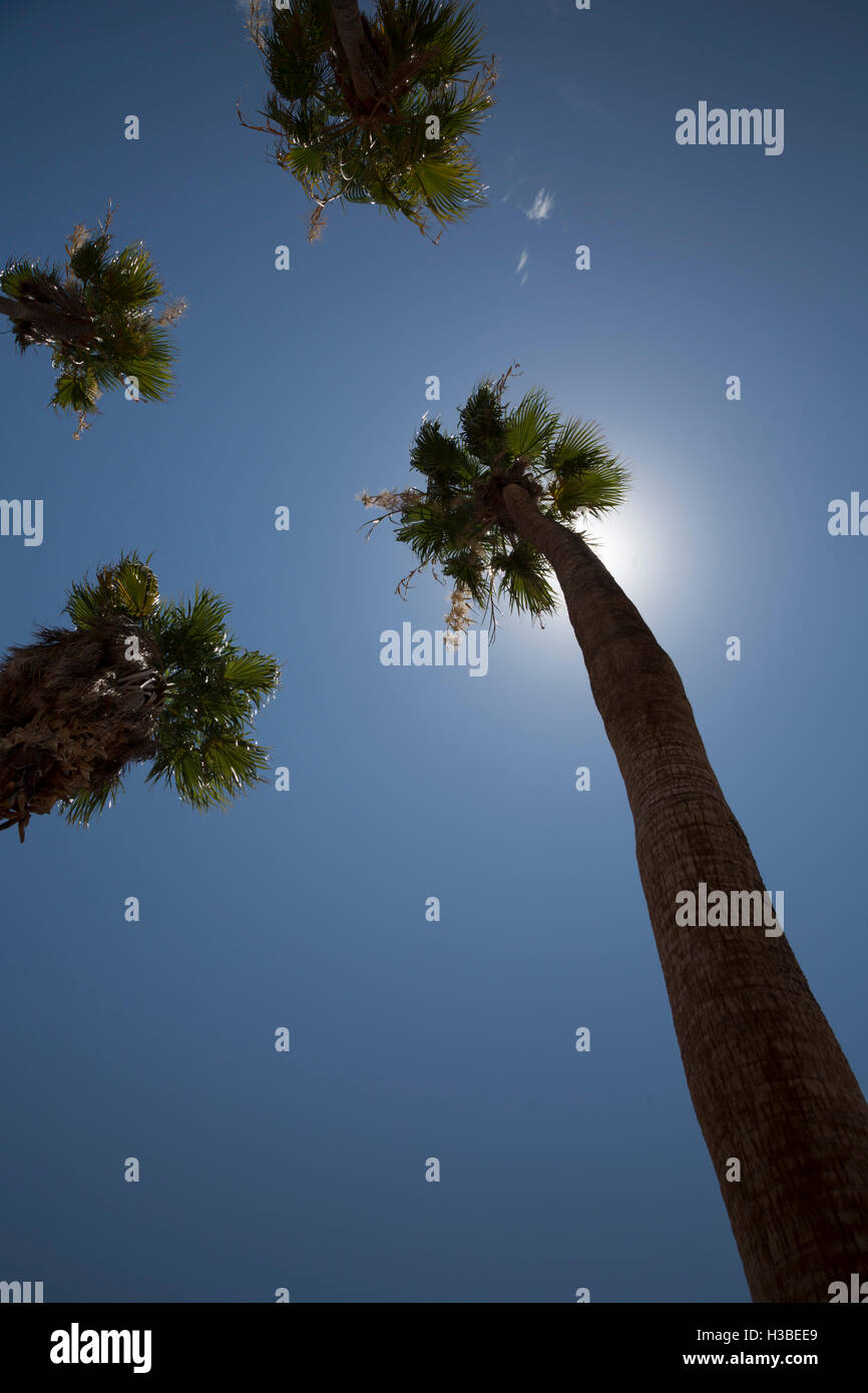 Desert of palm trees hi-res stock photography and images - Alamy