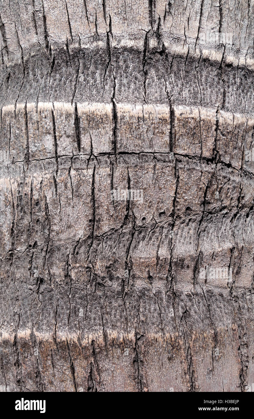 Coconut tree wood bark background texture Stock Photo - Alamy