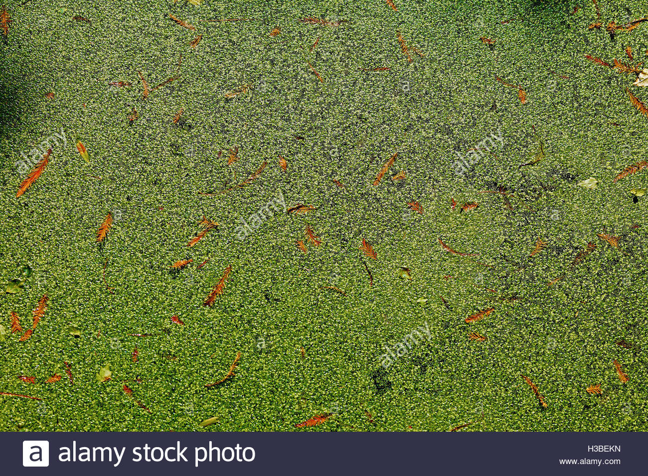 Stagnant Stock Photos & Stagnant Stock Images - Alamy