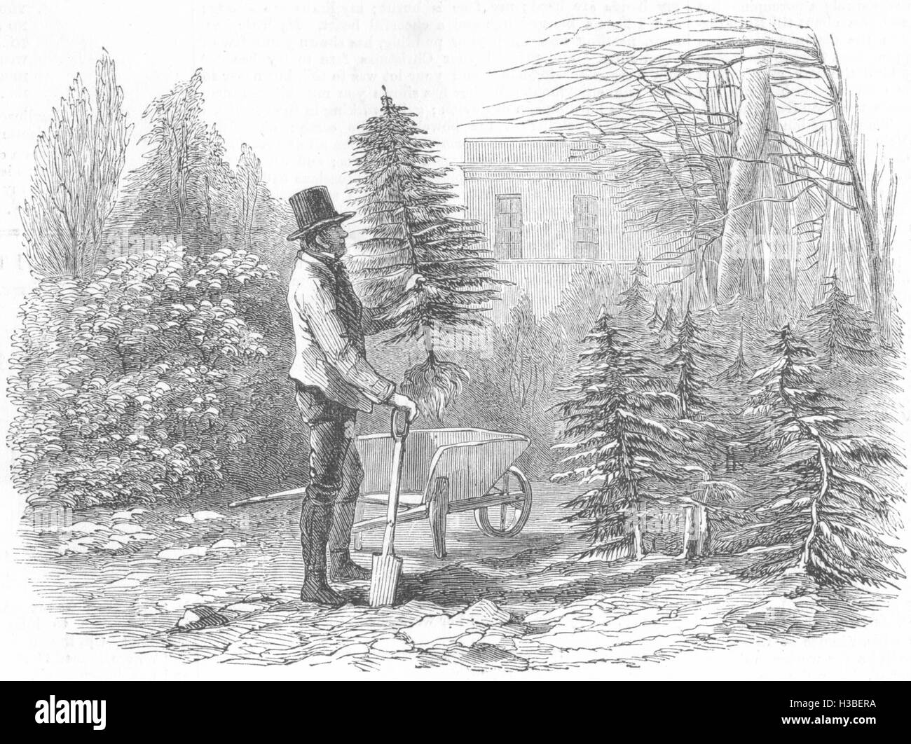TREE So fir-tree went wheelbarrow tried sit Jaunty air, if 1851. The ...