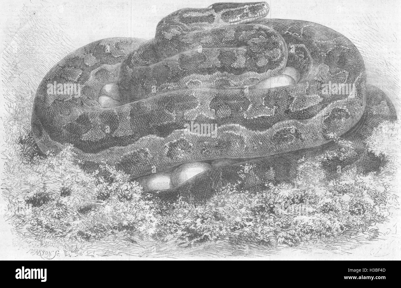 LONDON Great Python serpent incubating at zoo, Regent's Park 1862. The ...