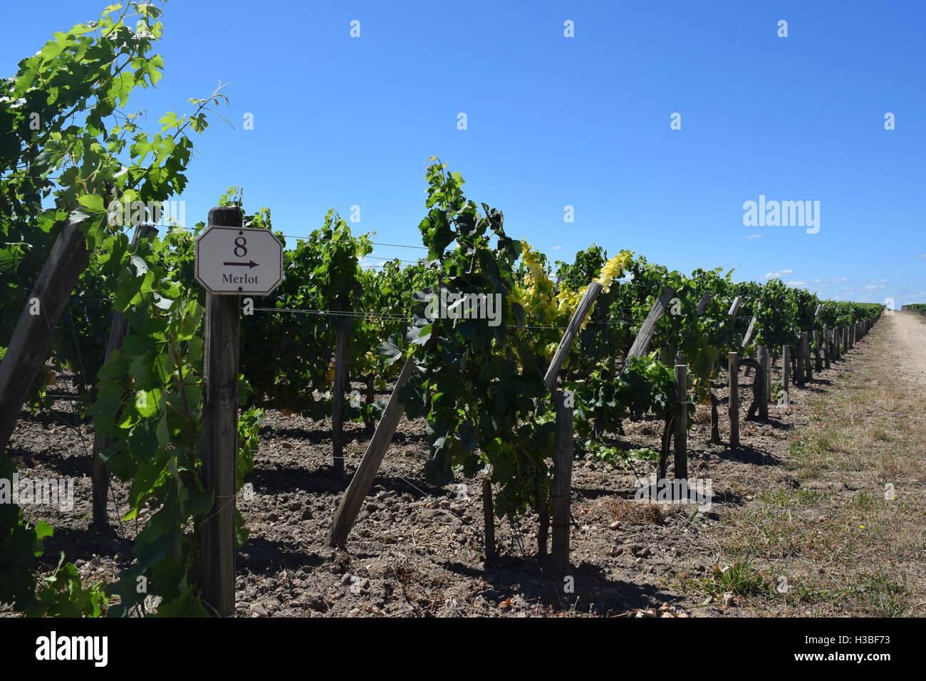 Merlot Vineyard High Resolution Stock Photography and Images - Alamy