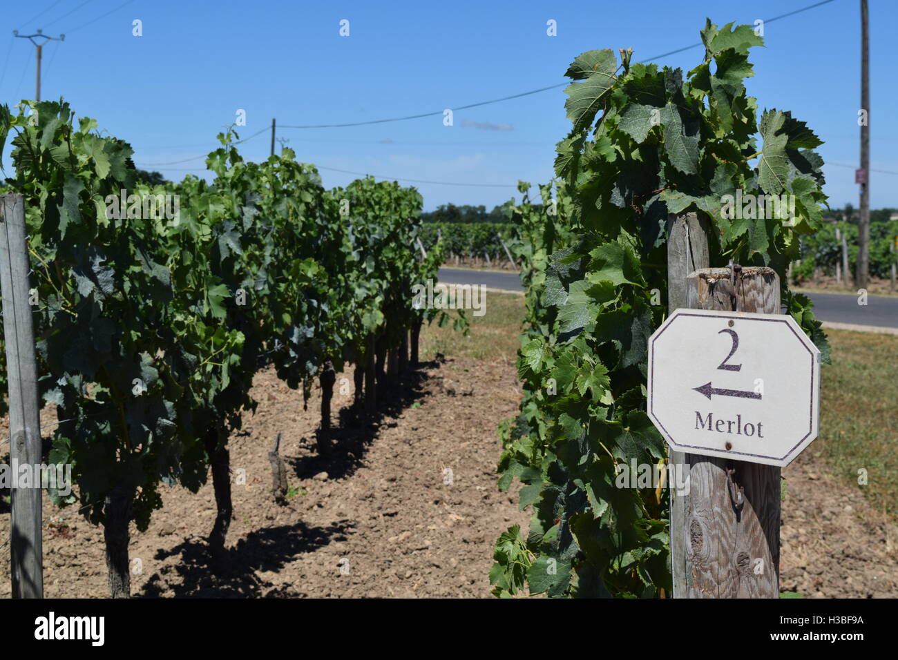 Merlot Grape High Resolution Stock Photography and Images - Alamy