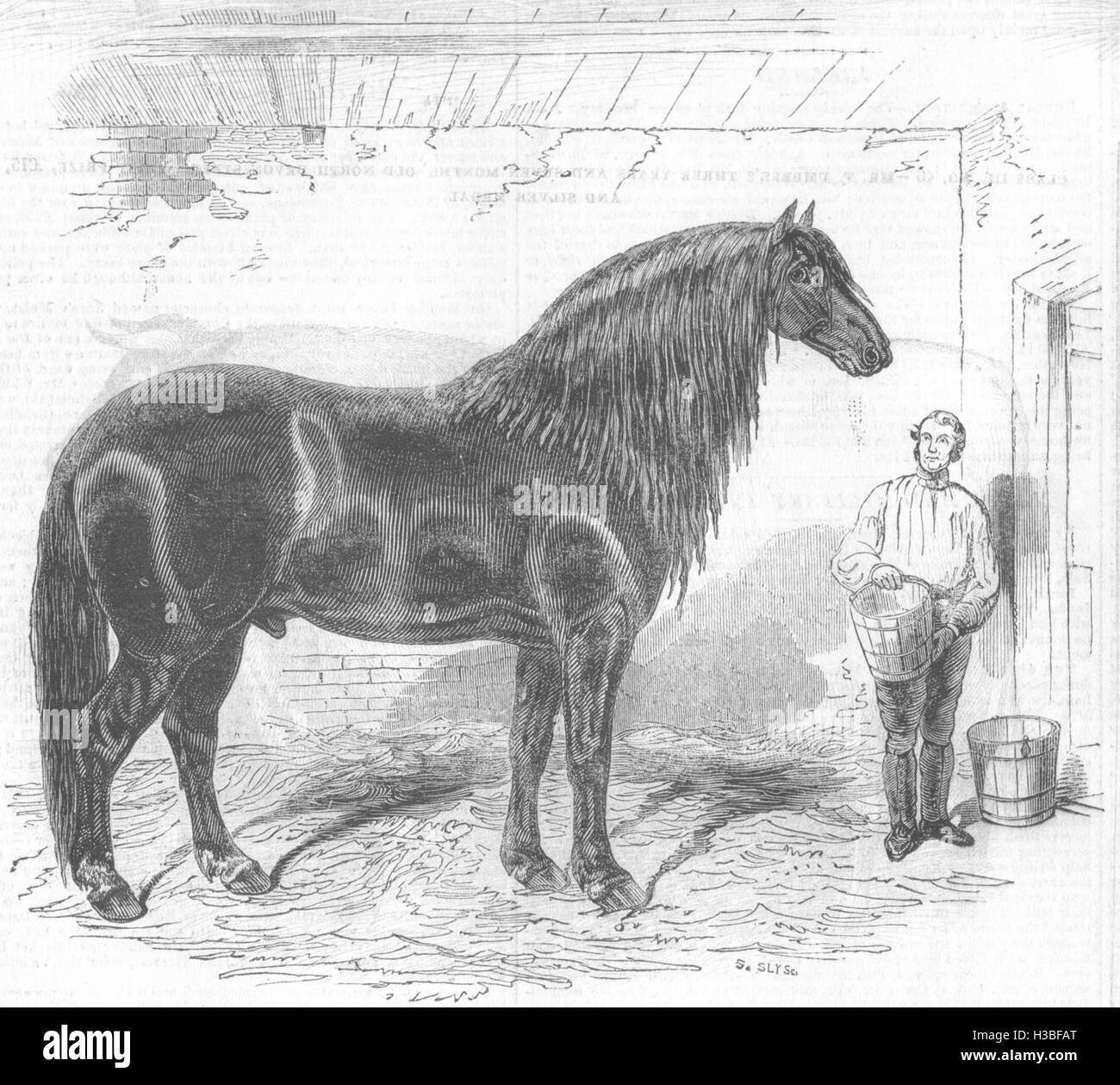 HORSES Mr Hibbert's giant horse 1843. The Illustrated London News Stock ...
