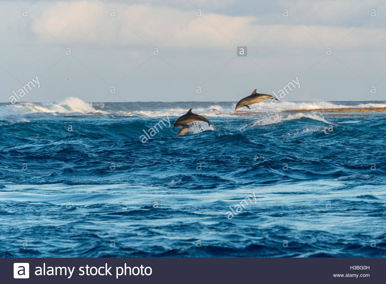 Dolphins Surfing Stock Photos & Dolphins Surfing Stock Images - Alamy
