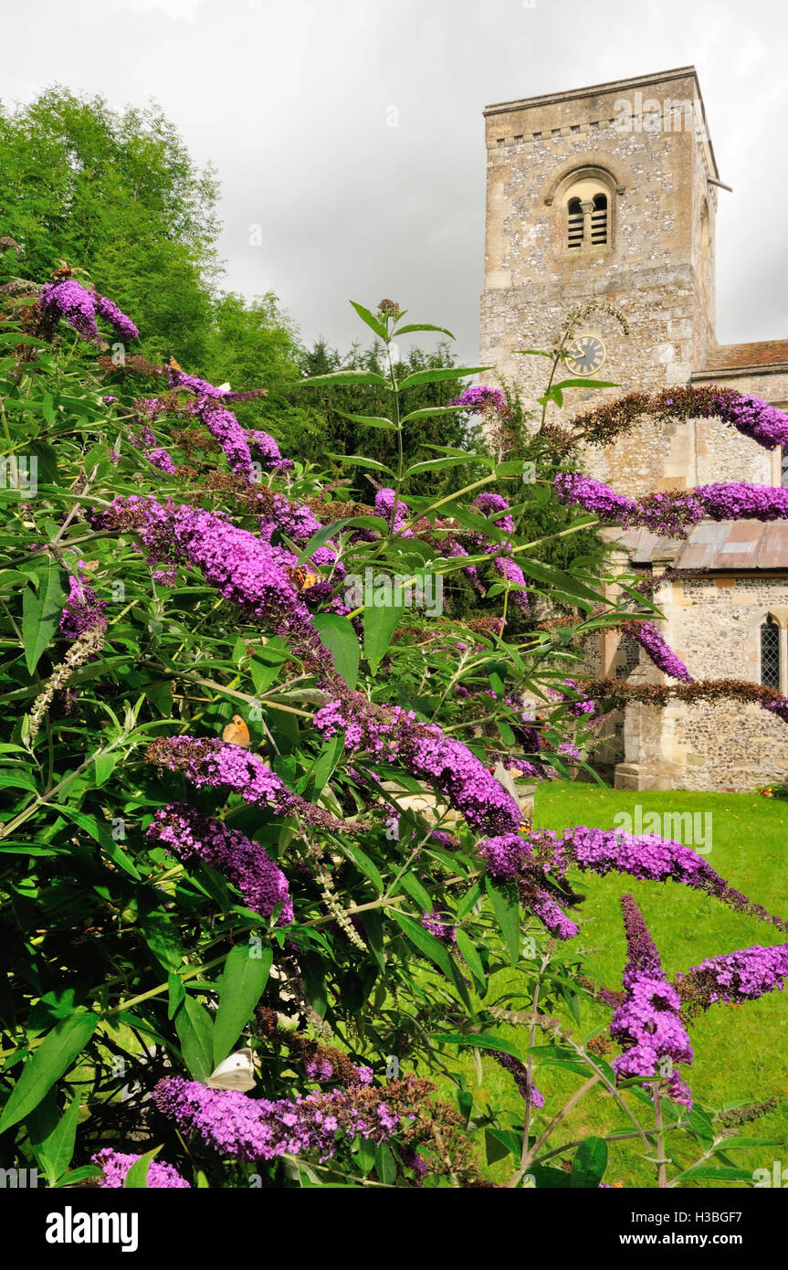 Buddleia butterfly tower hi-res stock photography and images - Alamy