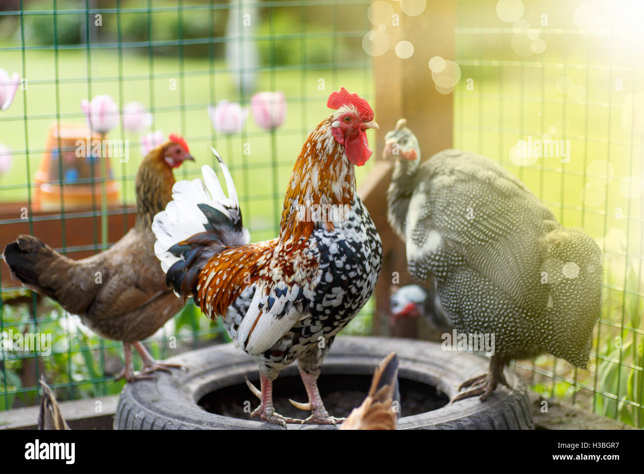 beautiful colored cock Stock Photo - Alamy