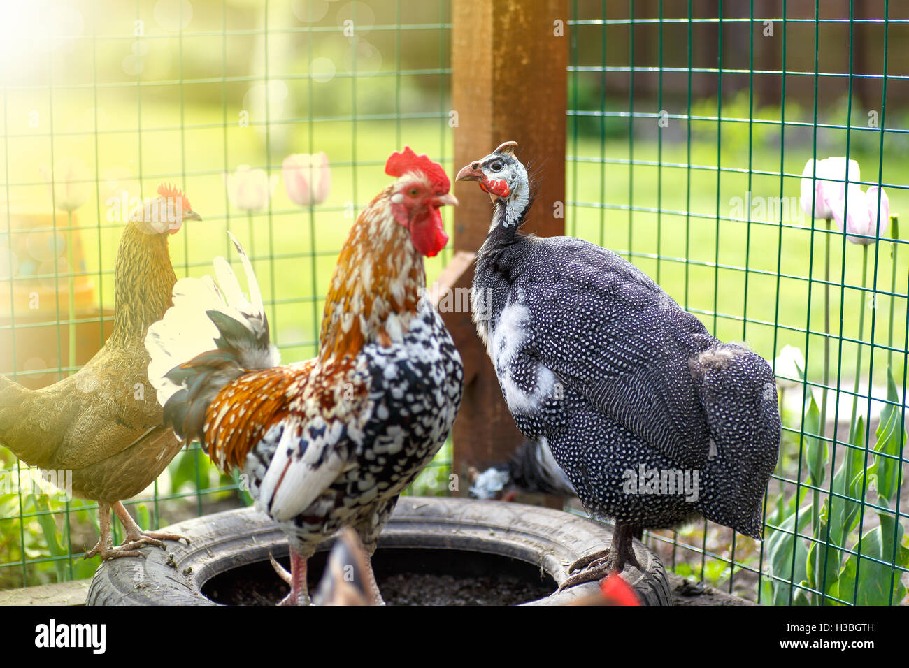 beautiful guinea fowl Stock Photo - Alamy