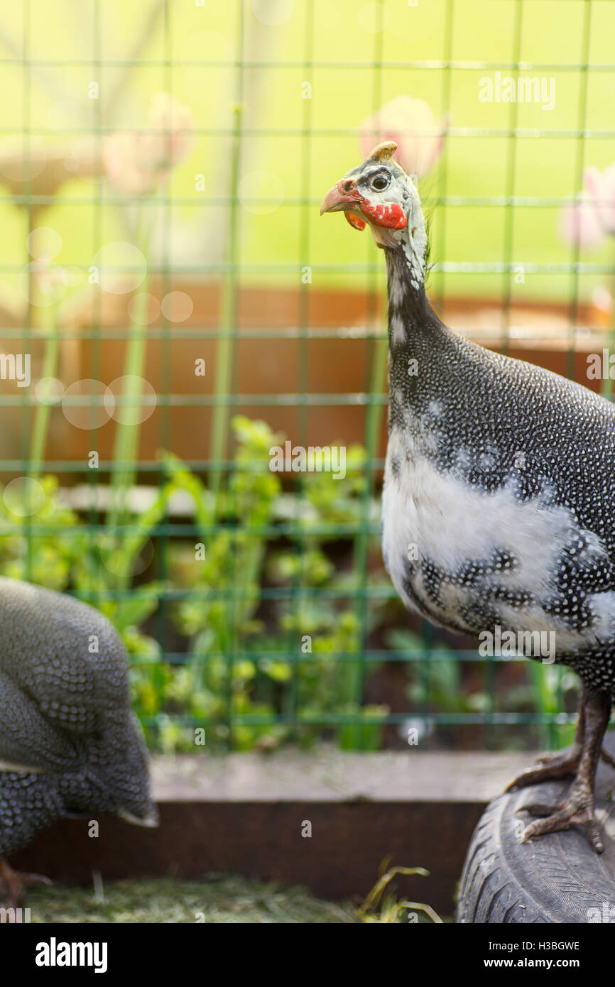 beautiful guinea fowl Stock Photo - Alamy