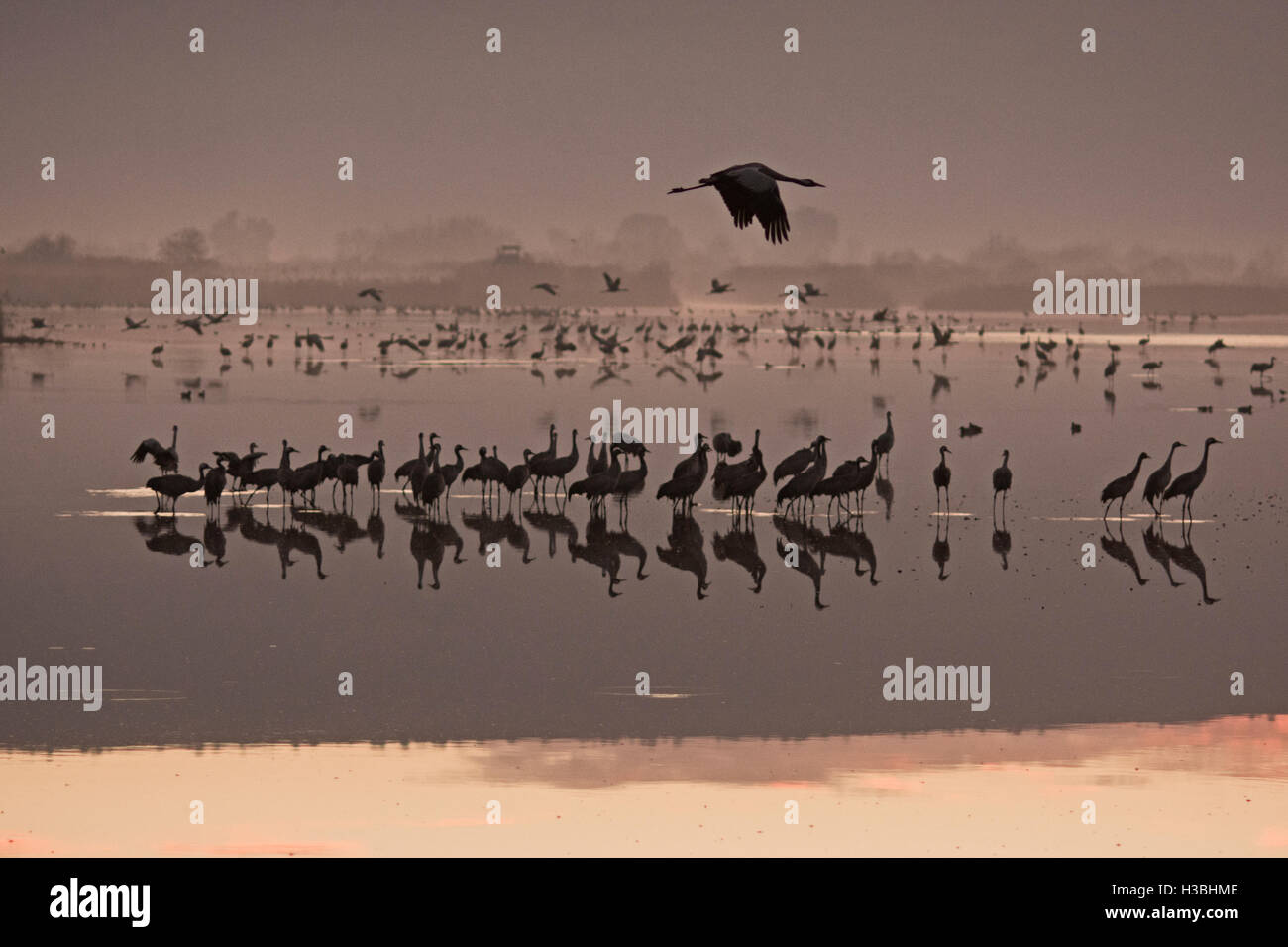 Hula Huleh Reserve Roost Roosting High Resolution Stock Photography and ...