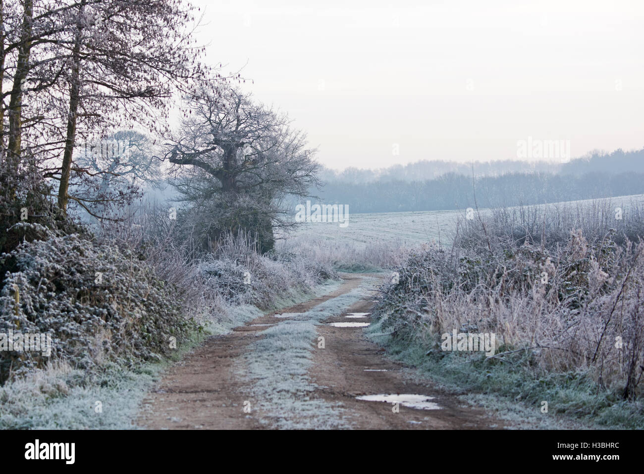 Farm track on frosty morning Glaven Valley Norfolk winter UK Stock ...
