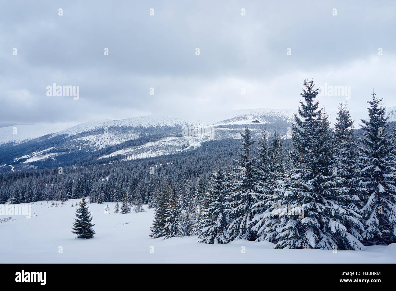 Snow-covered trees in the Giant Mountains , Poland Stock Photo - Alamy