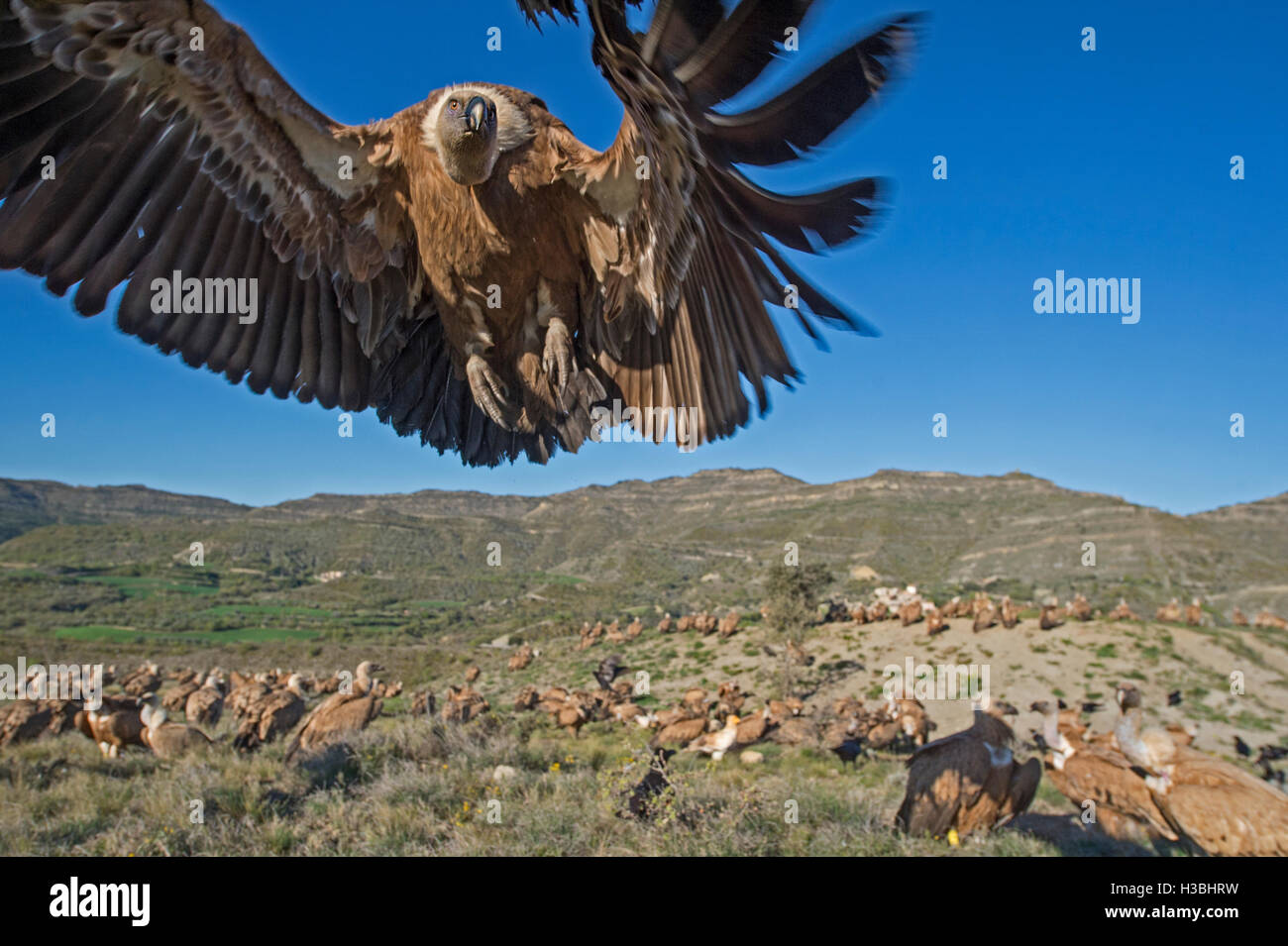 Griffon Vulture, Gyps fulvus in pre-Pyrenees near Solsona, Catalonia ...