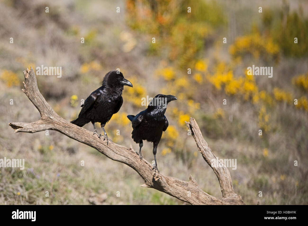 Corvus corax bird hi-res stock photography and images - Alamy