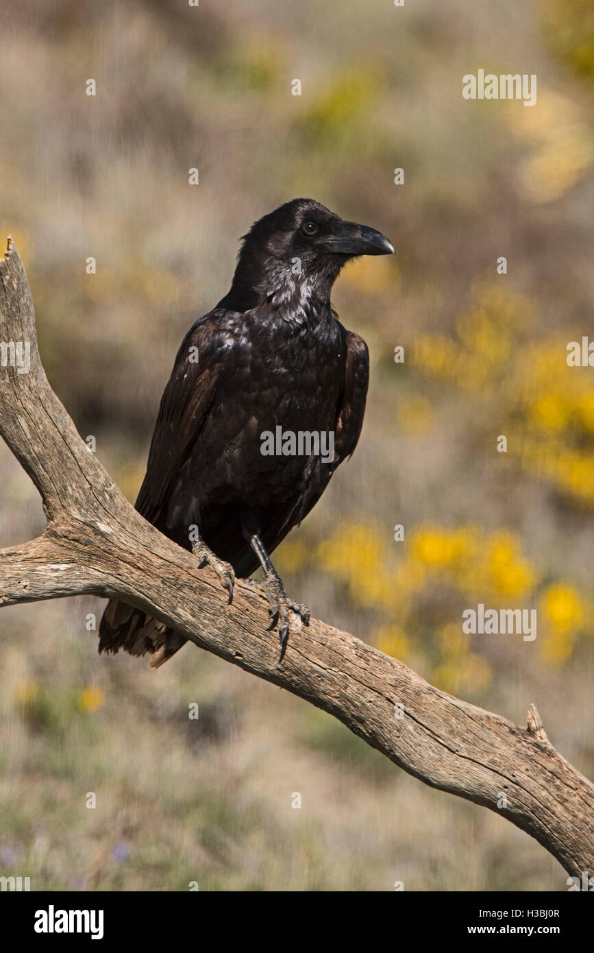 Corvus corax bird hi-res stock photography and images - Alamy