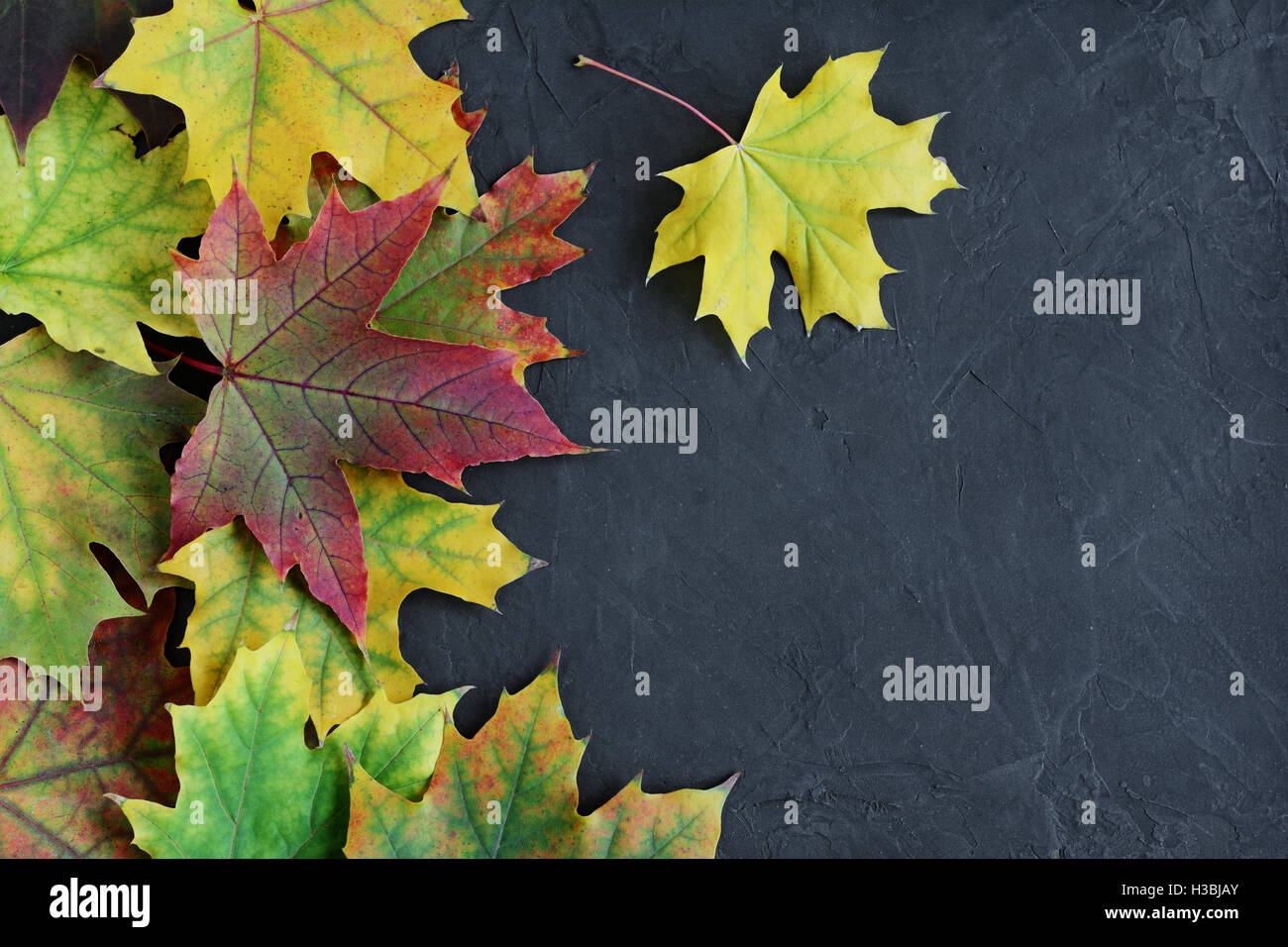 Border of colorful autumn maple leaves on black background Stock Photo ...