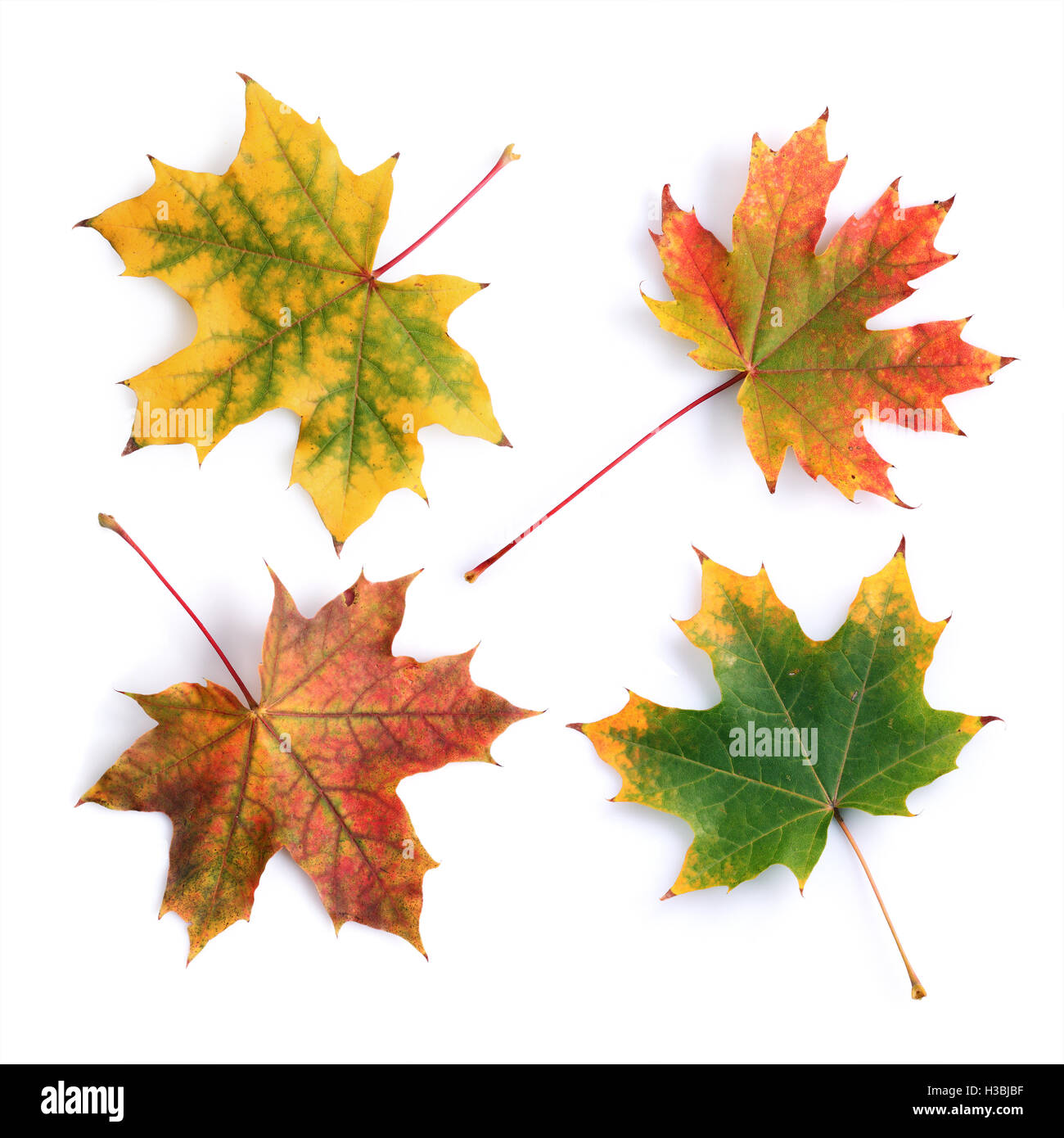 Collection of colorful autumn maple leaves isolated on white background ...
