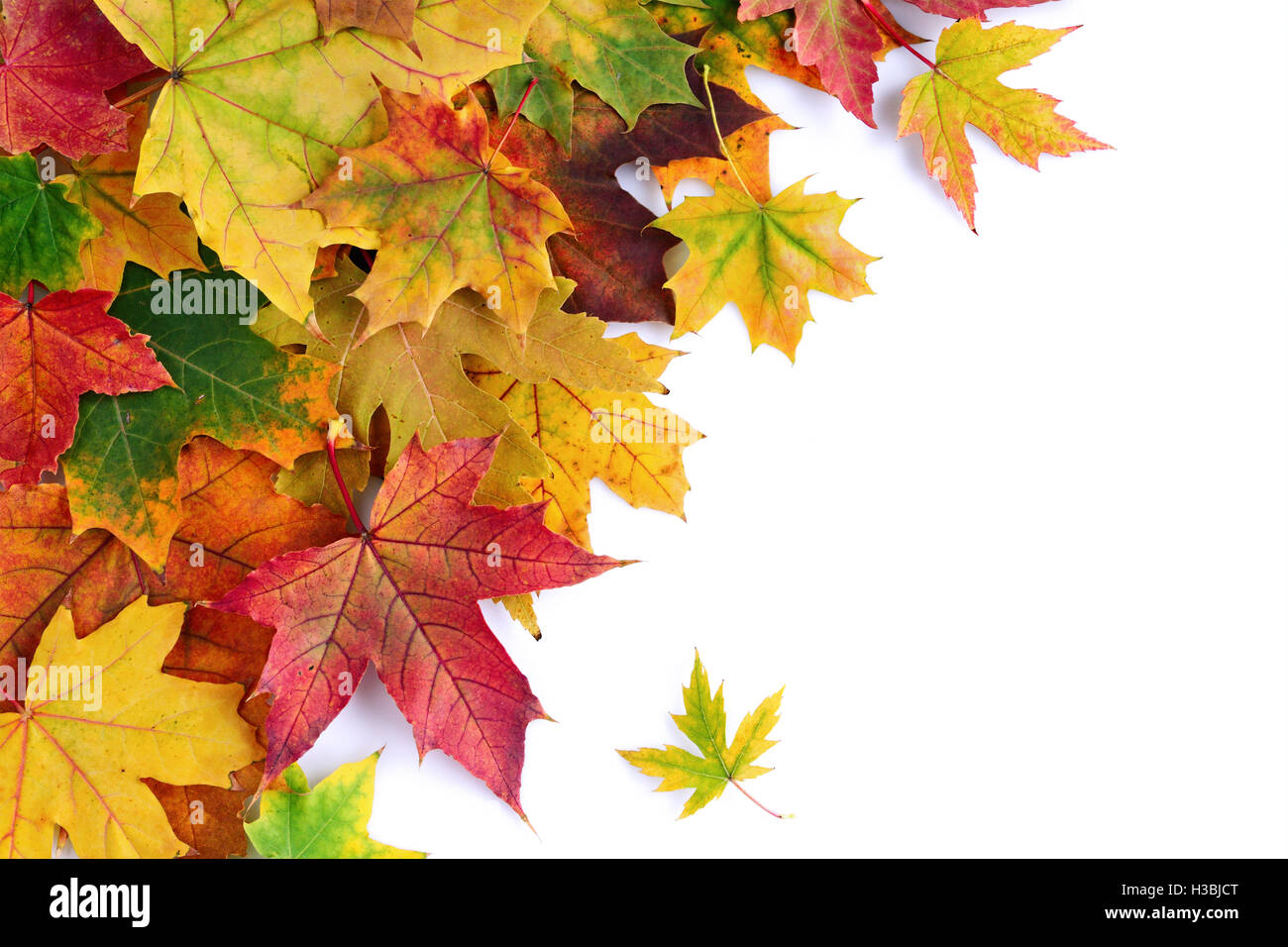 Border of colorful autumn maple leaves on white background Stock Photo ...