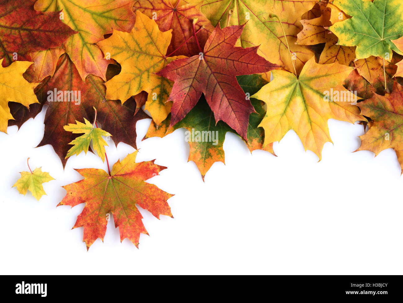 Border of colorful autumn maple leaves on white background Stock Photo ...
